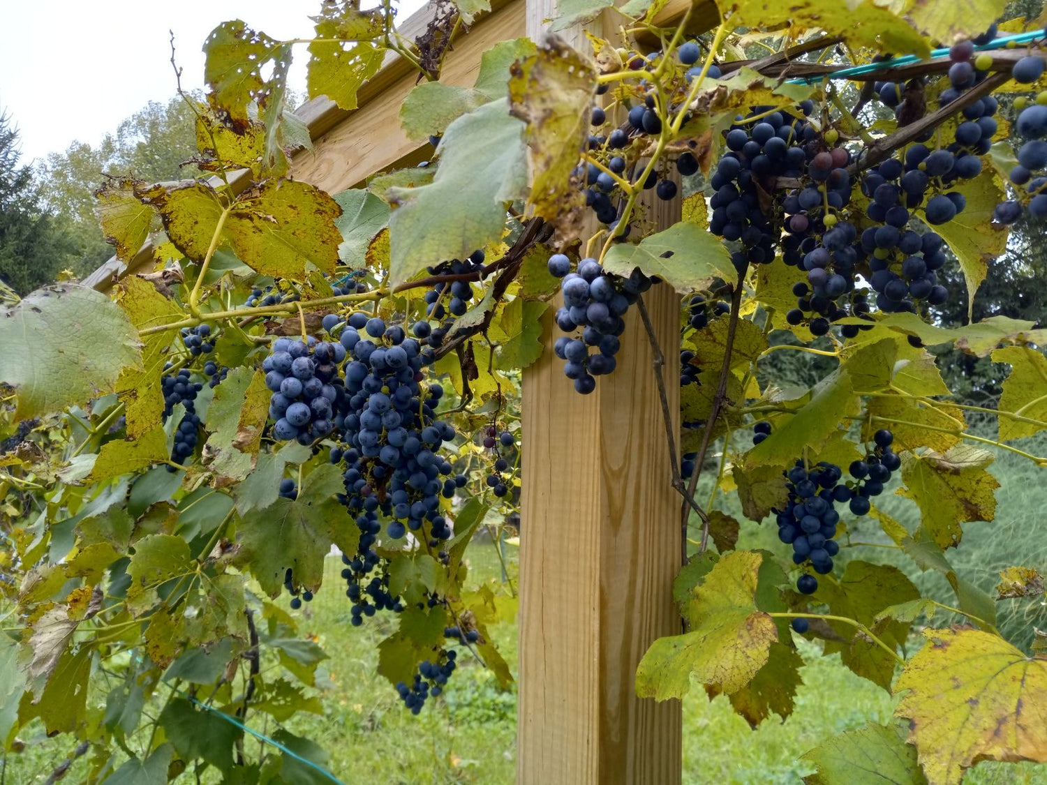 Bemis Bluff Winery | Experience Luxury With Each Sip