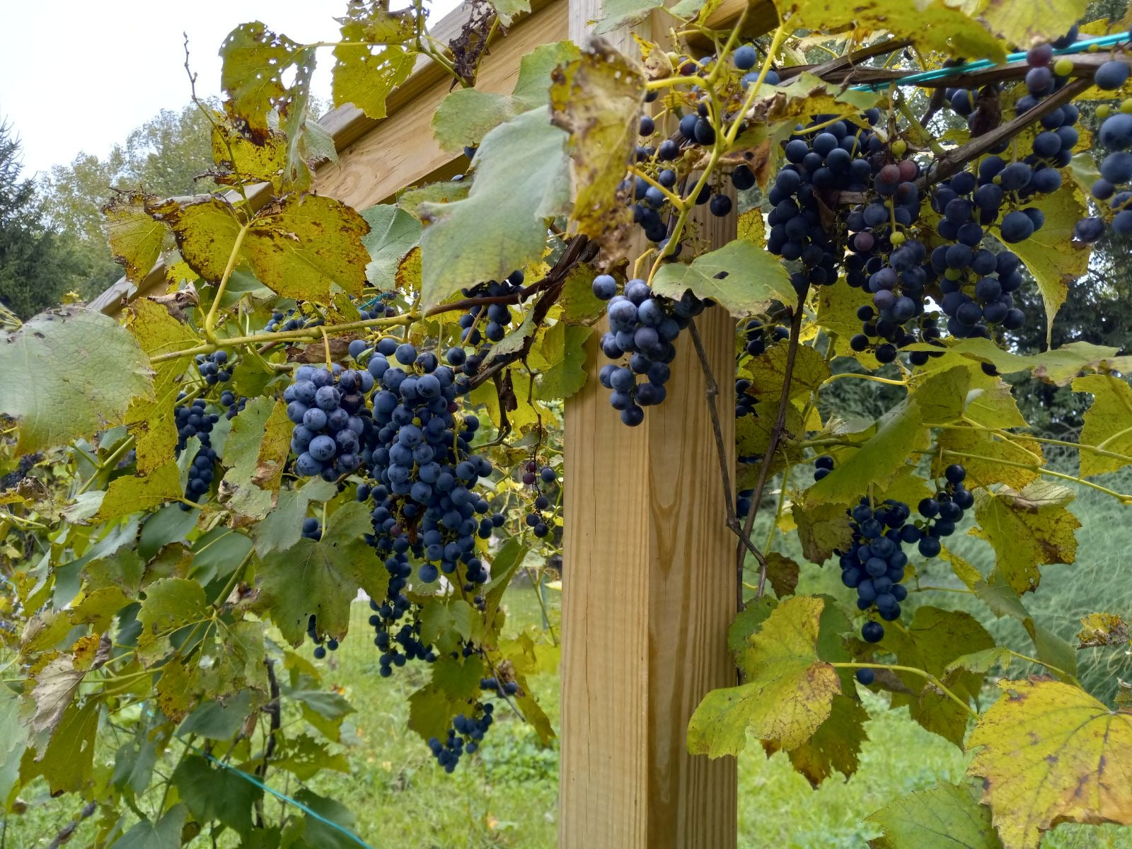 Bemis Bluff Winery | Experience Luxury With Each Sip
